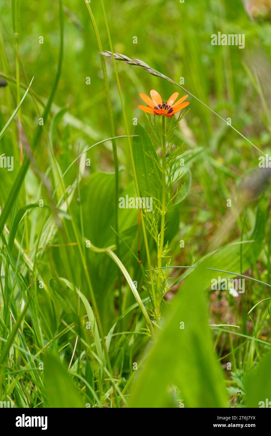 Adonis or pheasant's eye, Adonis aestivalis Stock Photo - Alamy