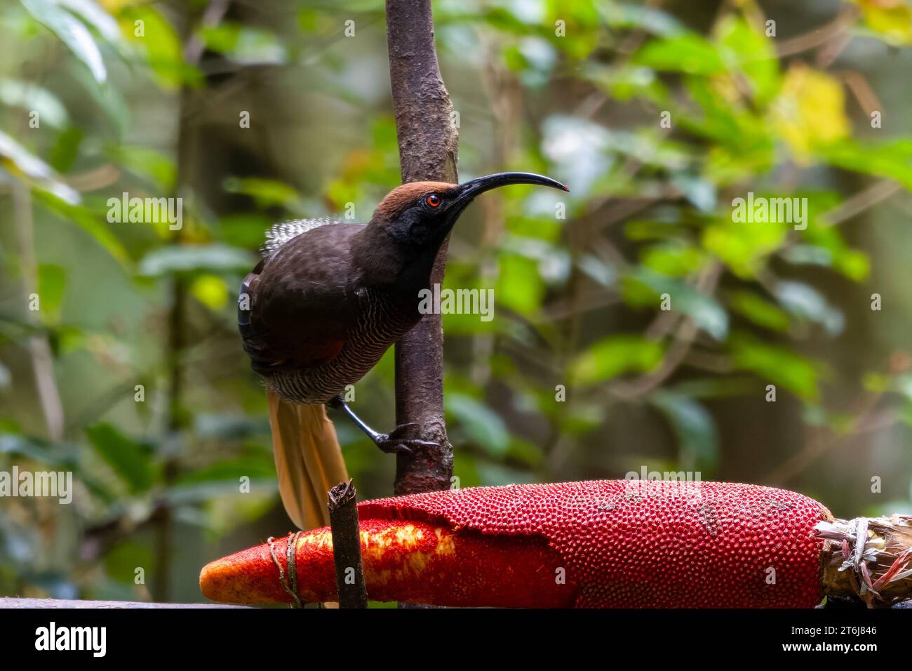 The black sicklebill (Epimachus fastosus) is a large member of the ...