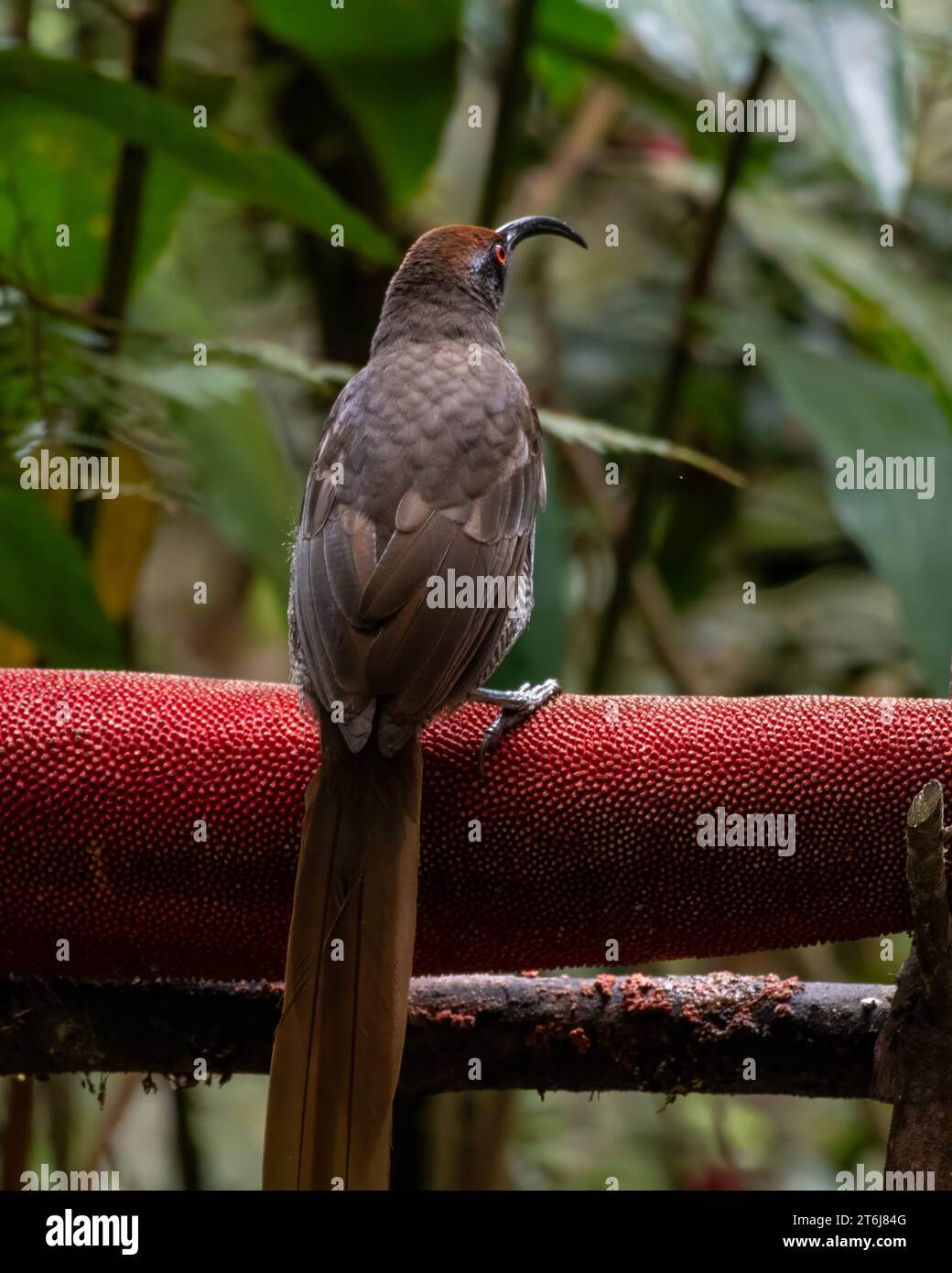 Paradisaeidae family hi-res stock photography and images - Alamy