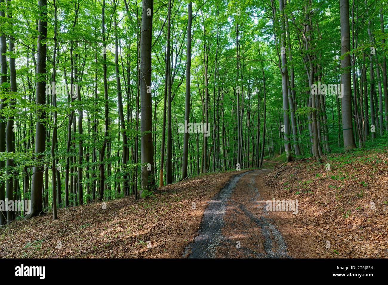 The Iben Garden at Neuenberg with one of the largest yew forests in ...