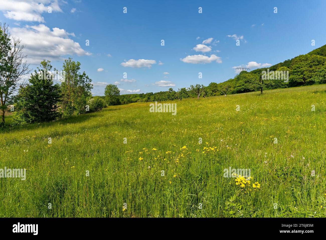 Semi-arid grassland at Neuenberg in Ibengarten near Glattbach, Rhön ...
