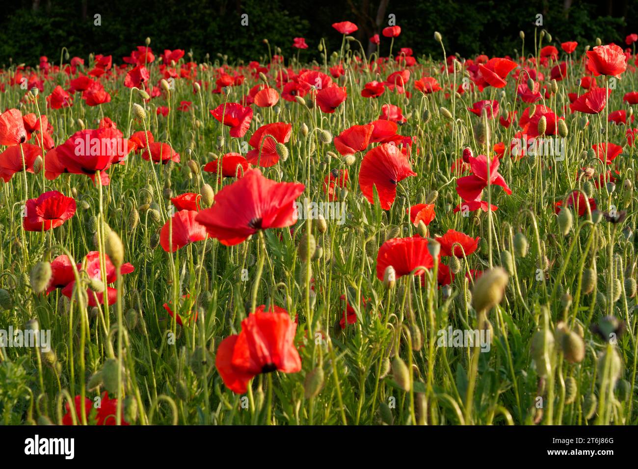 Poppy fields hi-res stock photography and images - Alamy