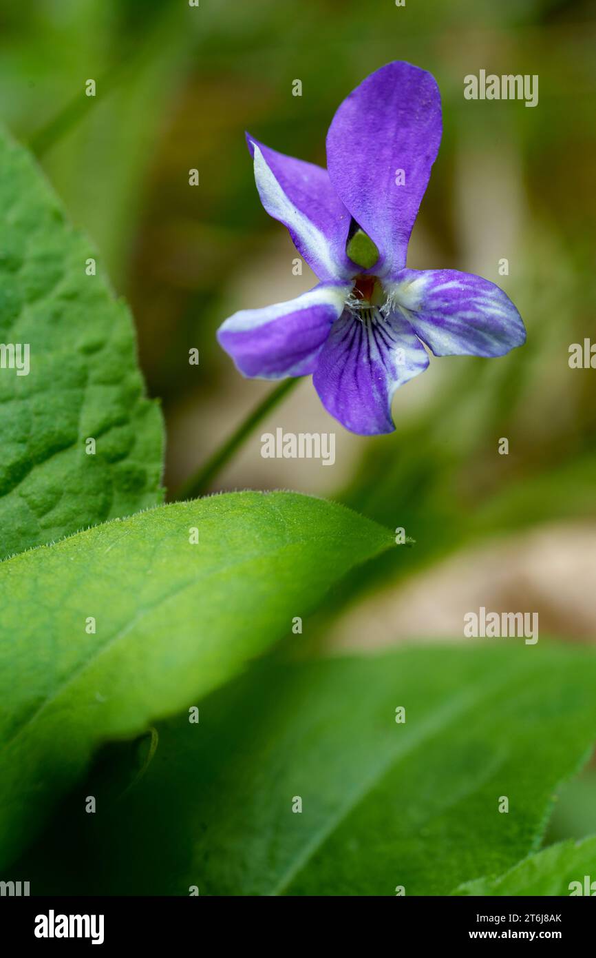 fen violet, Viola elatior Stock Photo - Alamy