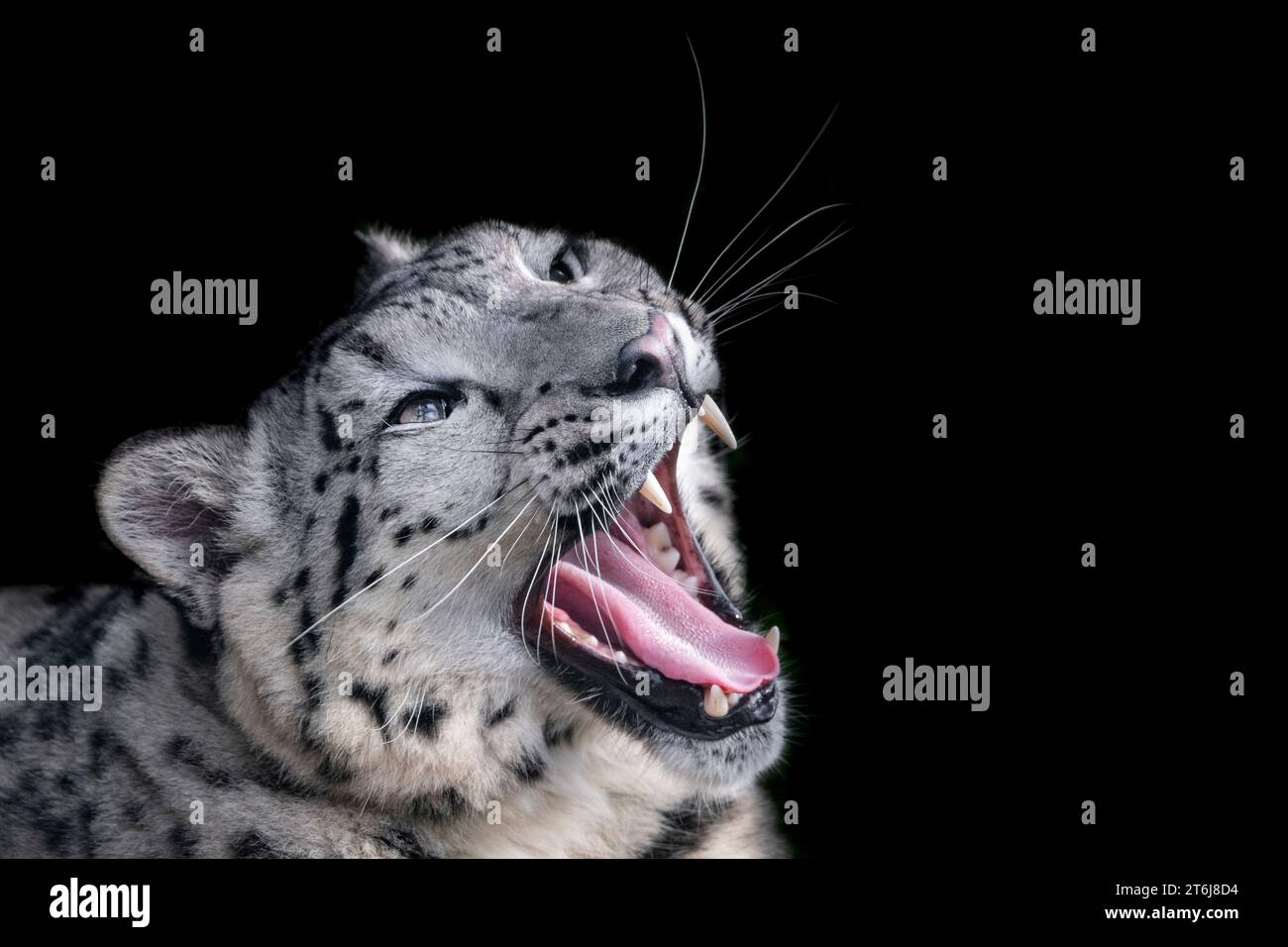 Young female snow leopard showing her teeth, with black background Stock Photo - Alamy