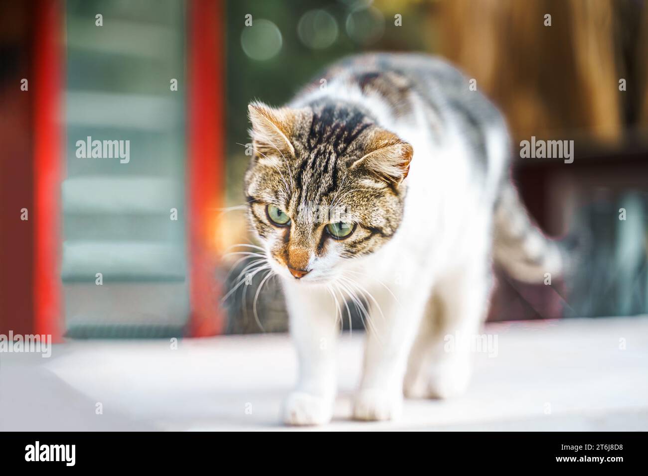 Homeless animals seek shelter. Surviving cat wander street of village ...