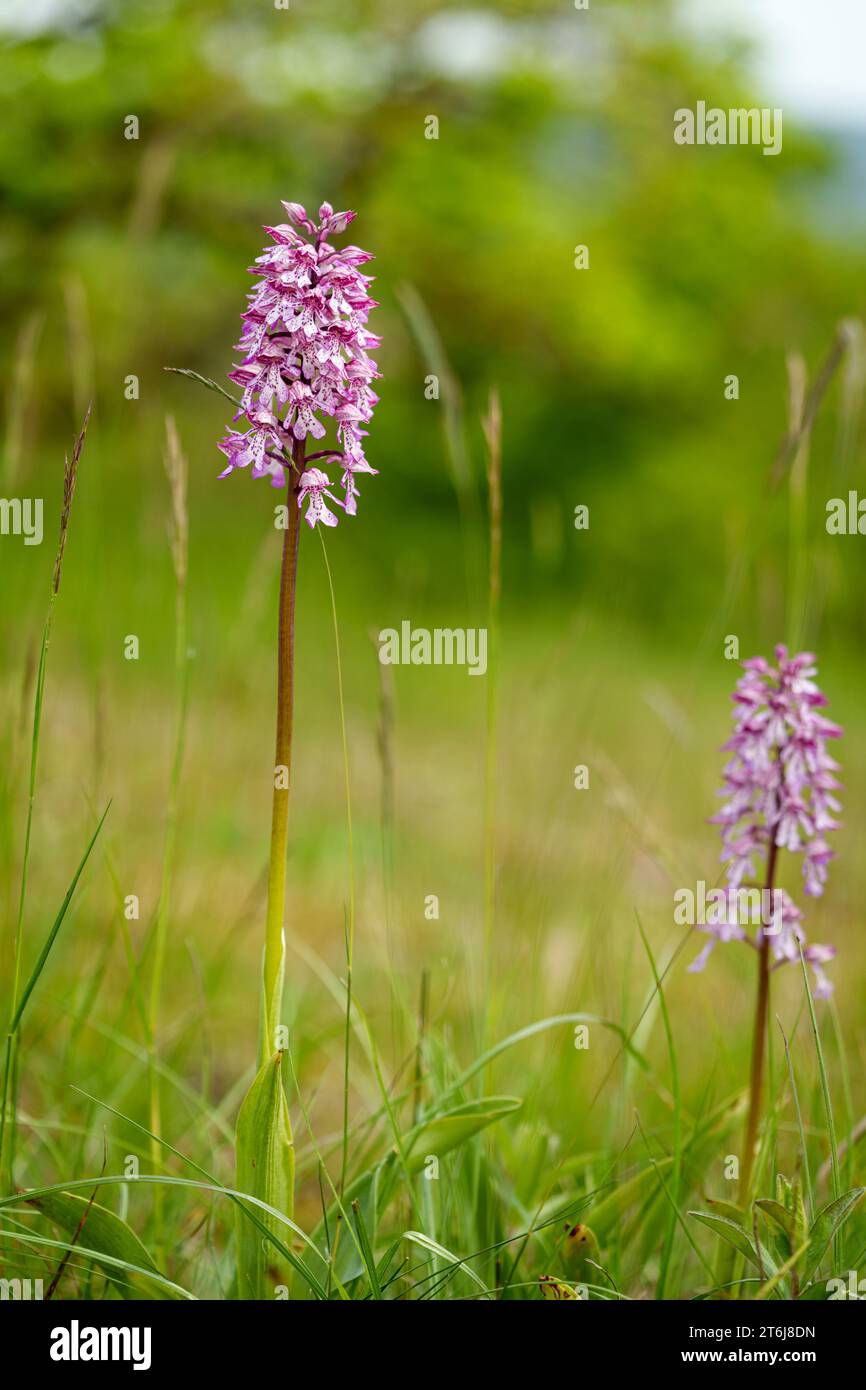 green-veined orchid, Anacamptis morio, Orchis morio Stock Photo - Alamy