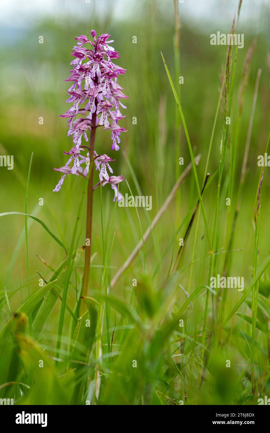 green-veined orchid, Anacamptis morio, Orchis morio Stock Photo - Alamy