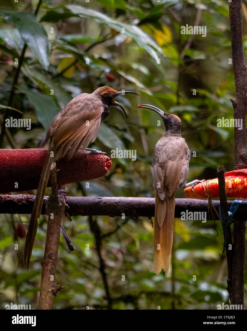 The black sicklebill (Epimachus fastosus) is a large member of the ...