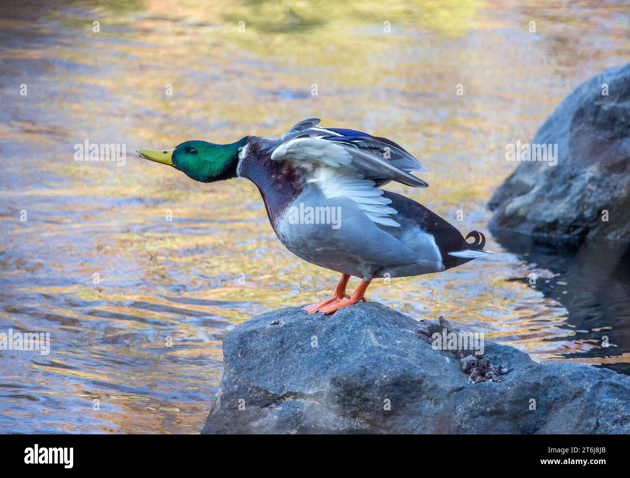 Male mallard duck stretching on a rock in a flowing stream Stock Photo ...