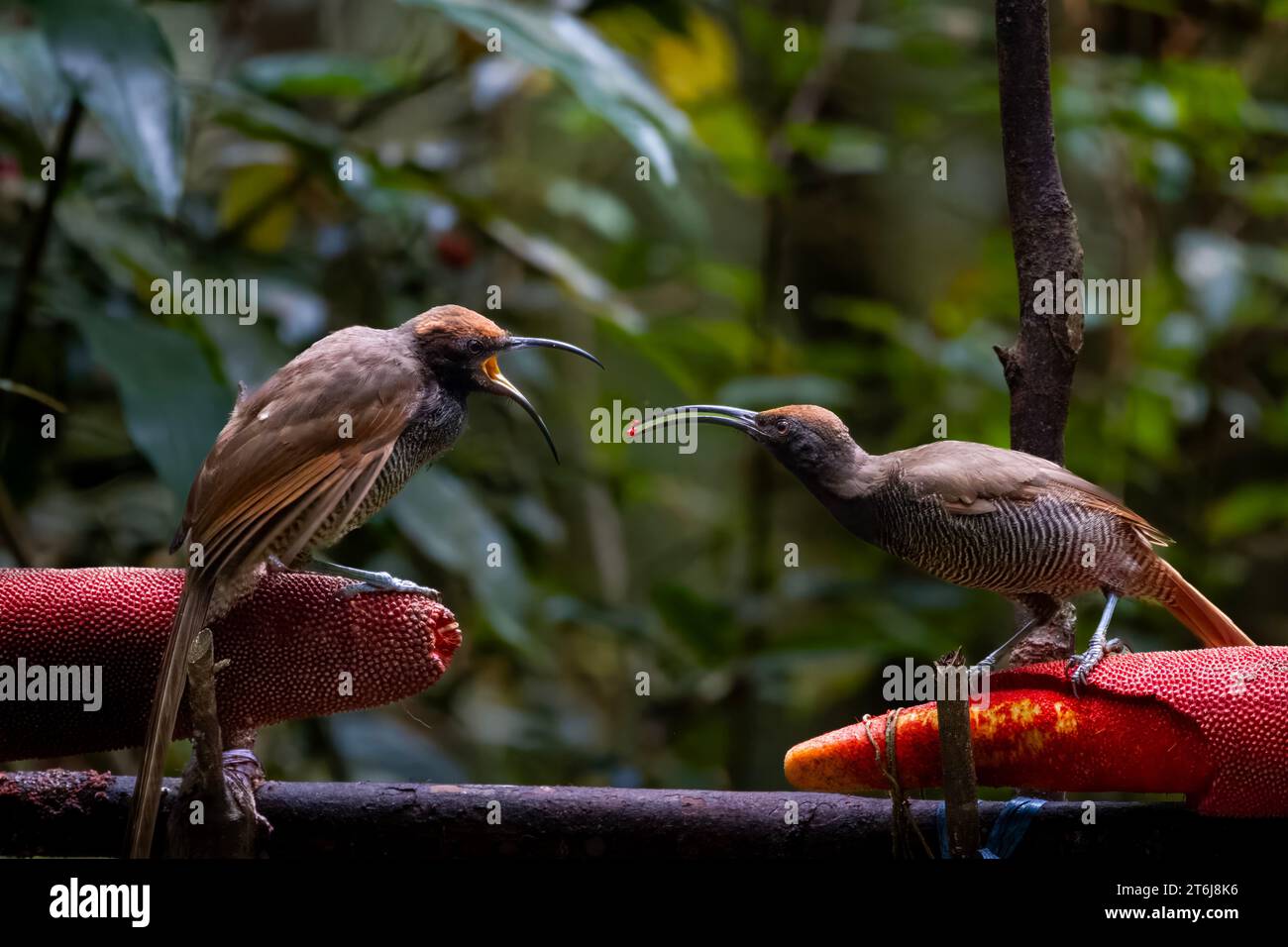 The black sicklebill (Epimachus fastosus) is a large member of the ...