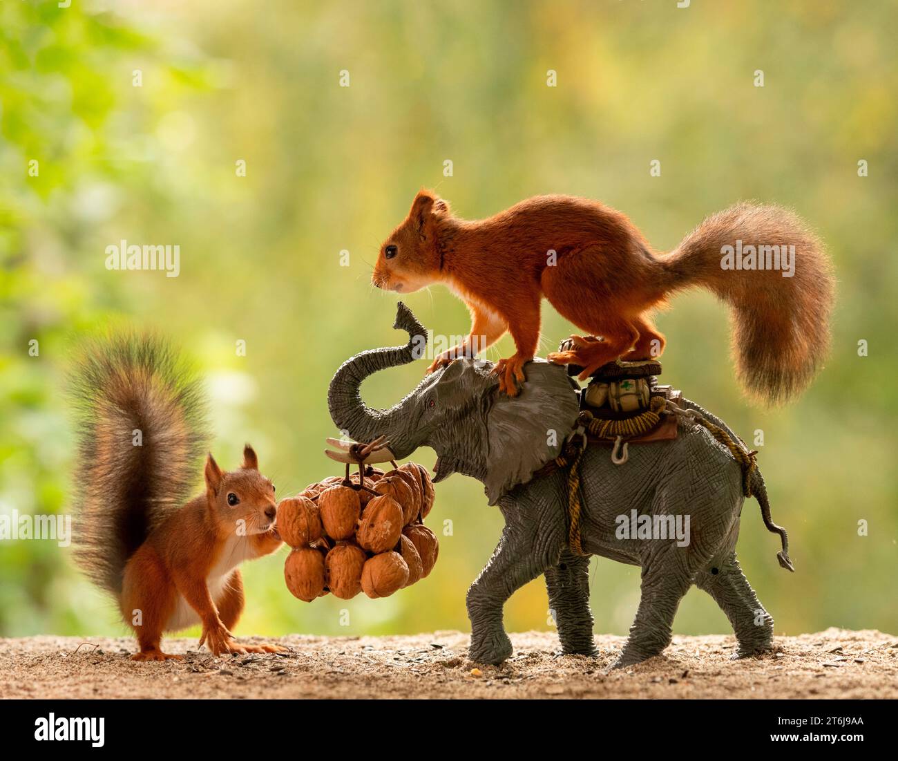 Pack elephant hi-res stock photography and images - Alamy