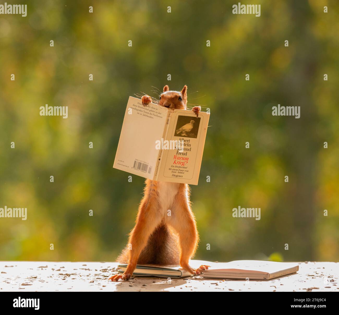 Red squirrel reading a book hi-res stock photography and images - Alamy