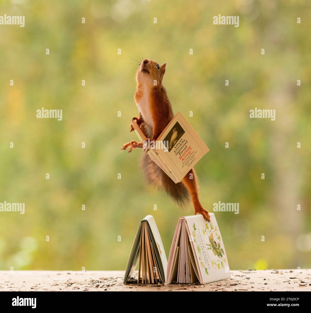 Books stand hi-res stock photography and images - Alamy