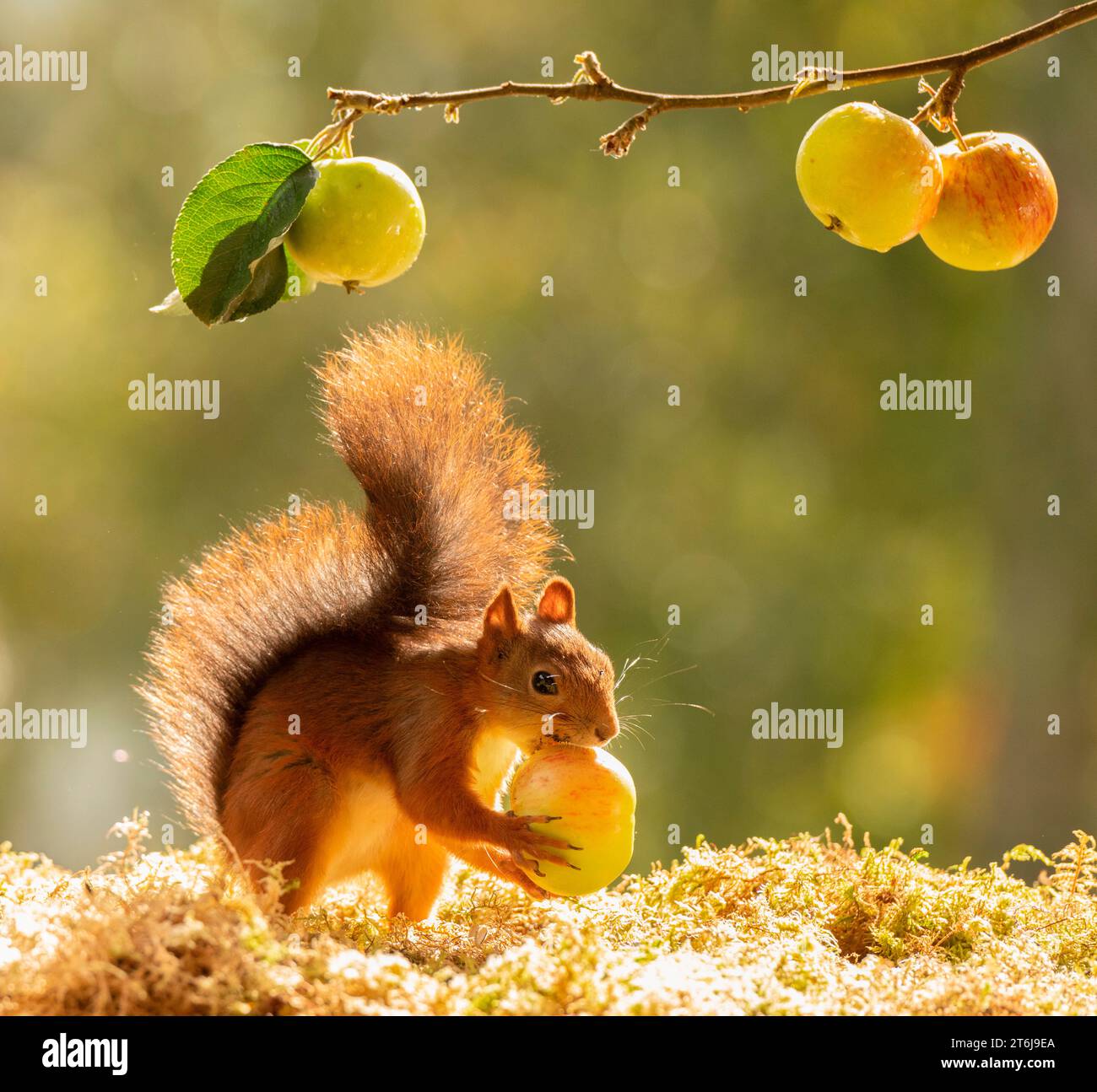 Red squirrel is eating a apple hi-res stock photography and images - Alamy