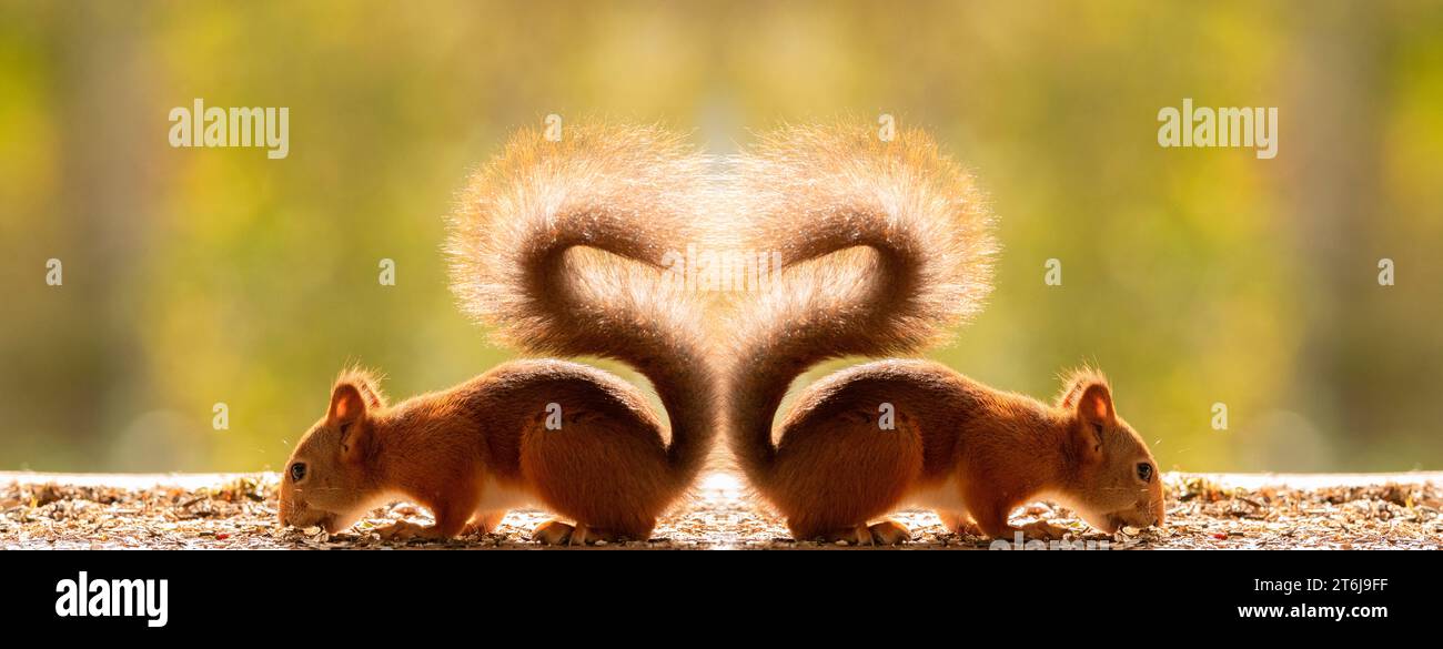 Heart form in nature hi-res stock photography and images - Alamy