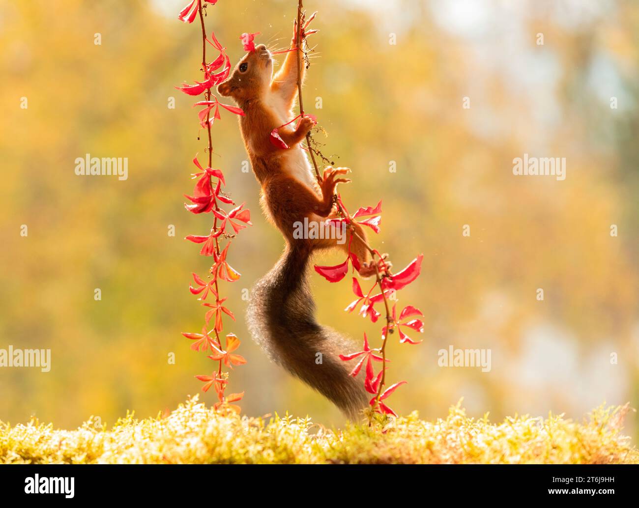 Red Squirrel climb in a Virginia creeper branch Stock Photo - Alamy