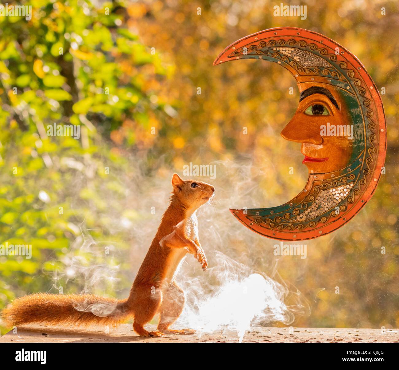 Red squirrel standing with a moon and smoke hi-res stock photography ...