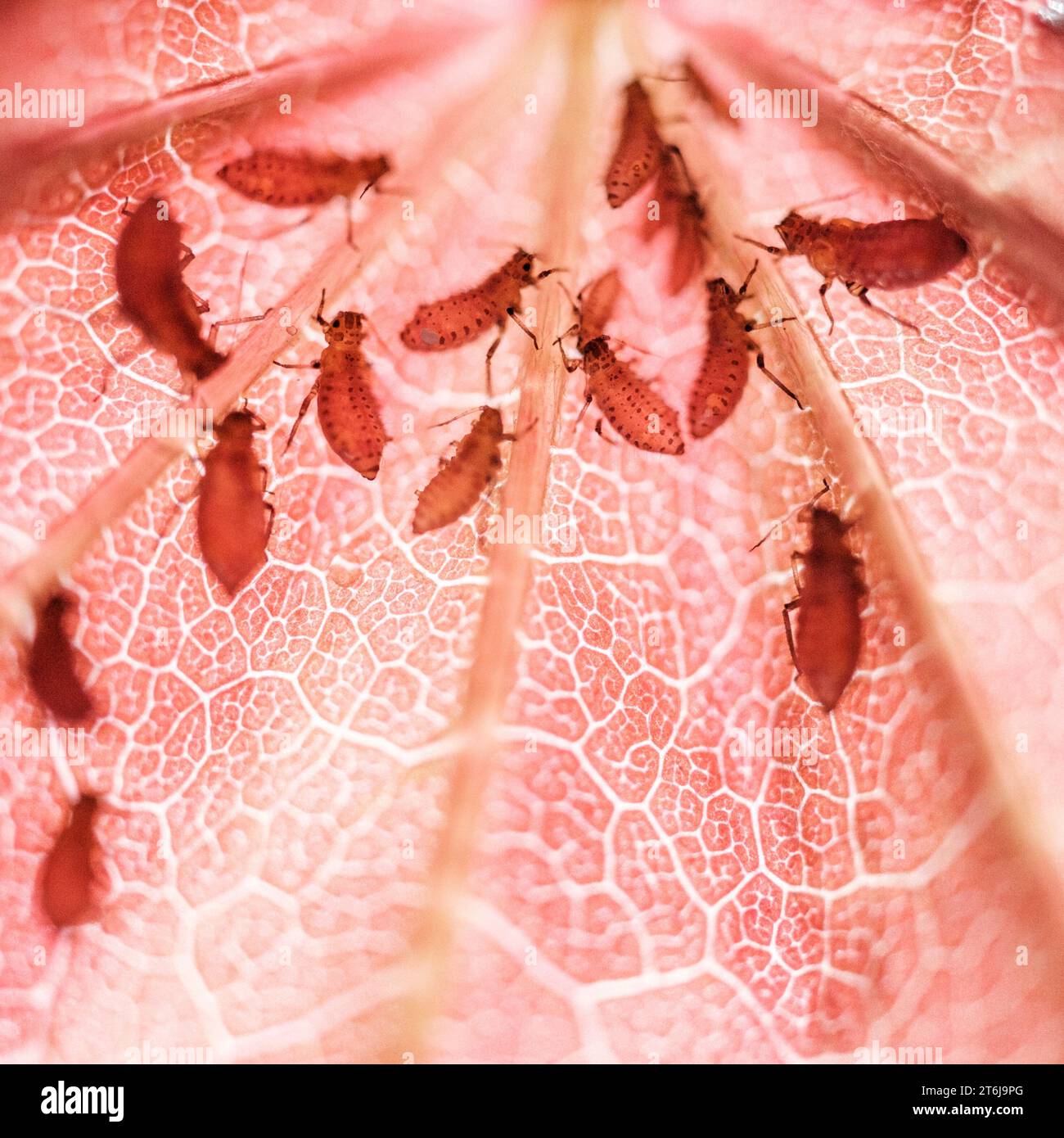 Aphid infestation on maple leaf Stock Photo - Alamy