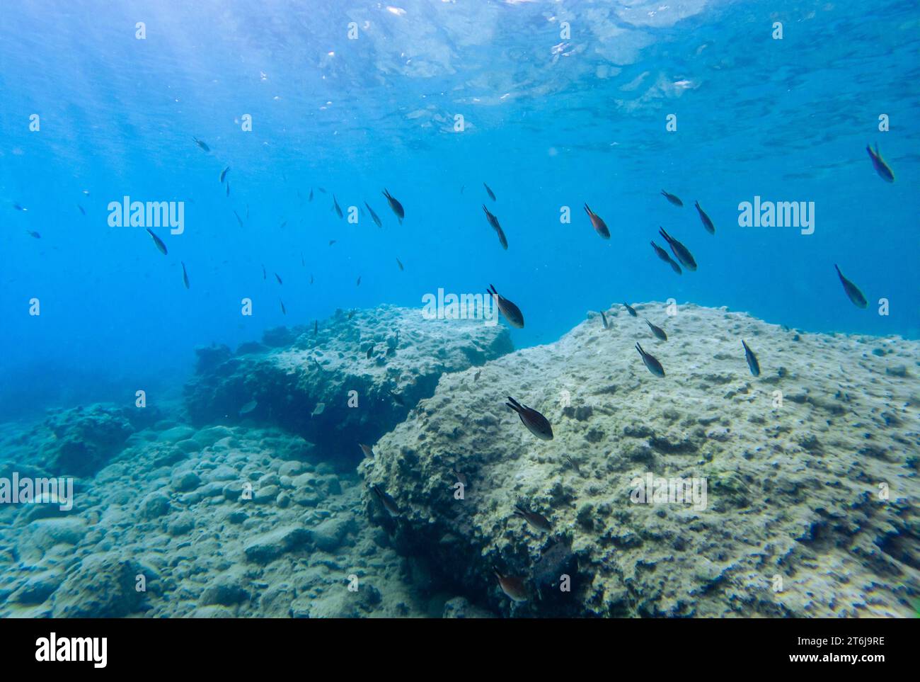 Small fish in the Mediterranean. Underwater landscape Stock Photo - Alamy