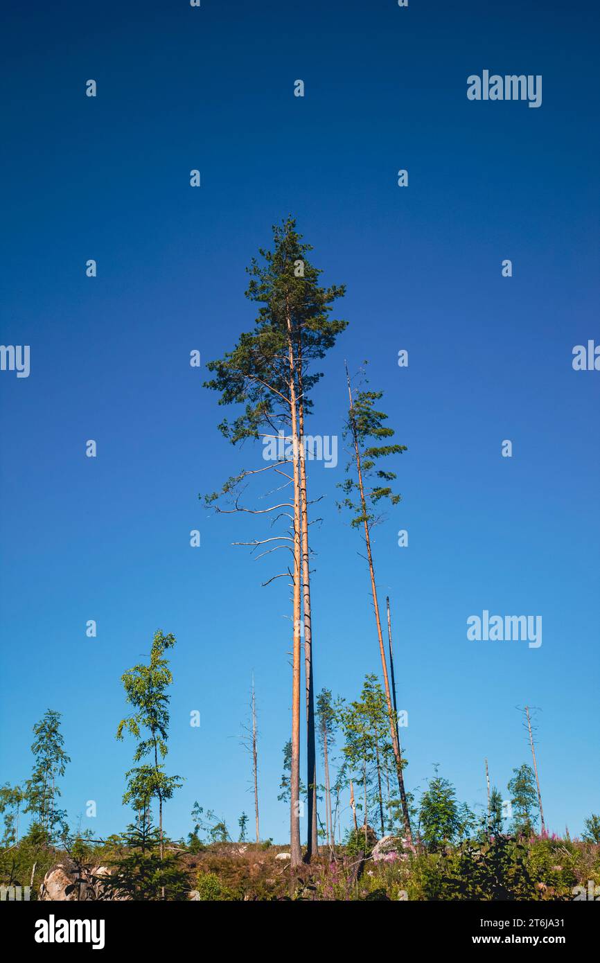 Tree, Forestry, Pine, Finland, Northern Europe, Europe Stock Photo - Alamy