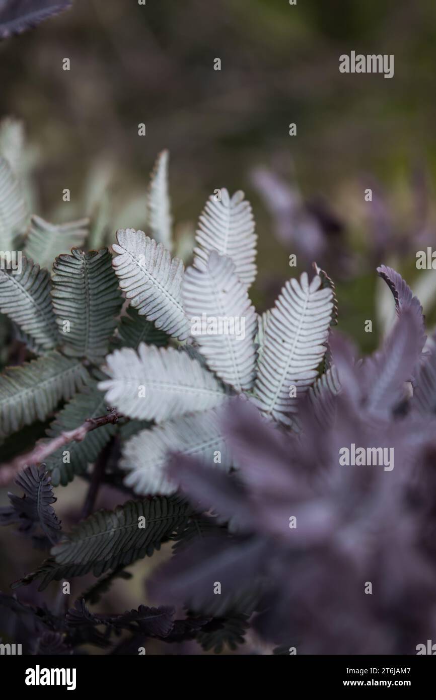 Close view grey color hi-res stock photography and images - Alamy