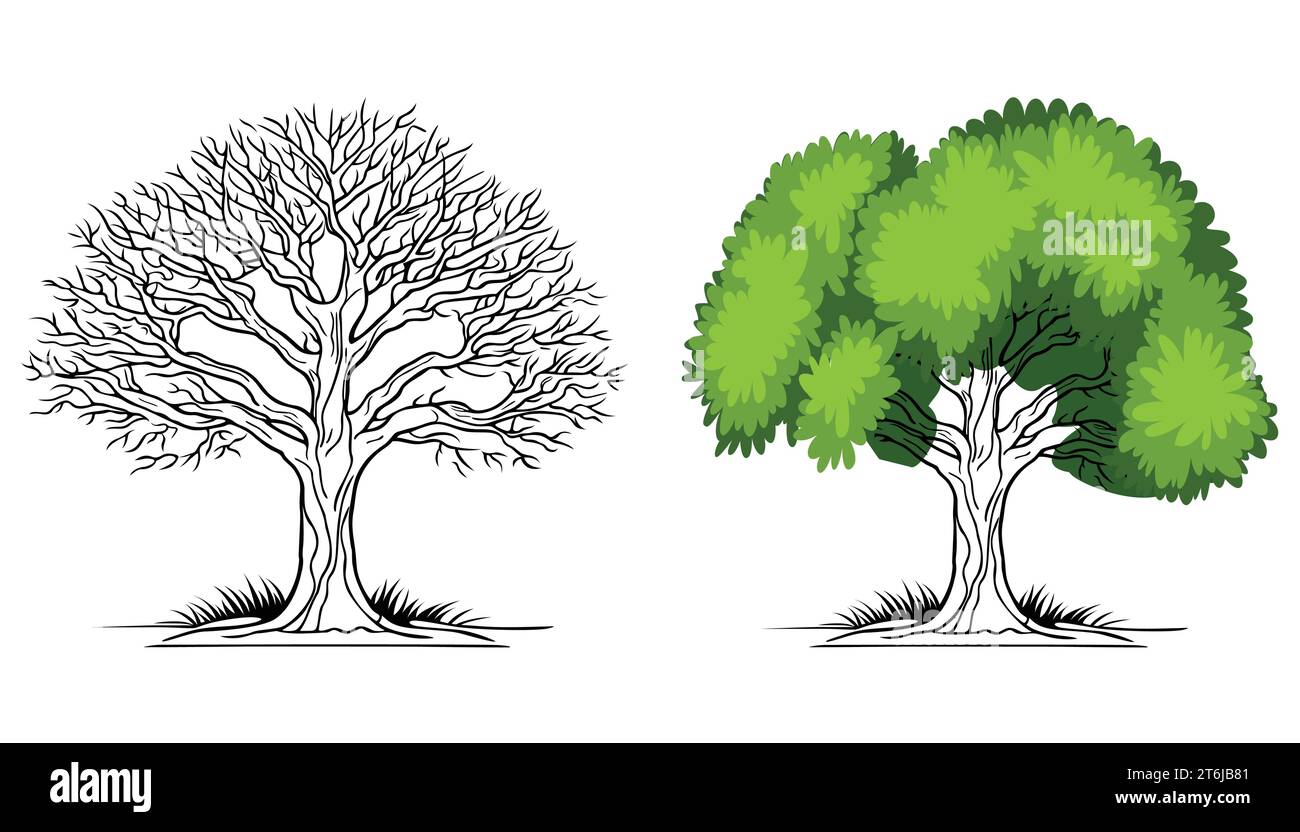 Vector trees outline on white background Stock Vector Image & Art - Alamy