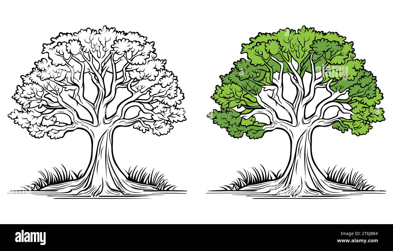 Vector trees outline on white background Stock Vector Image & Art - Alamy