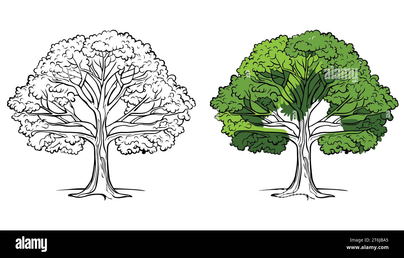 Vector trees outline on white background Stock Vector Image & Art - Alamy