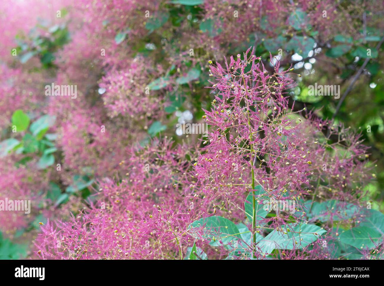 Cotinus coggygria or purple smoke tree, mokebush, smoke tree in the ...