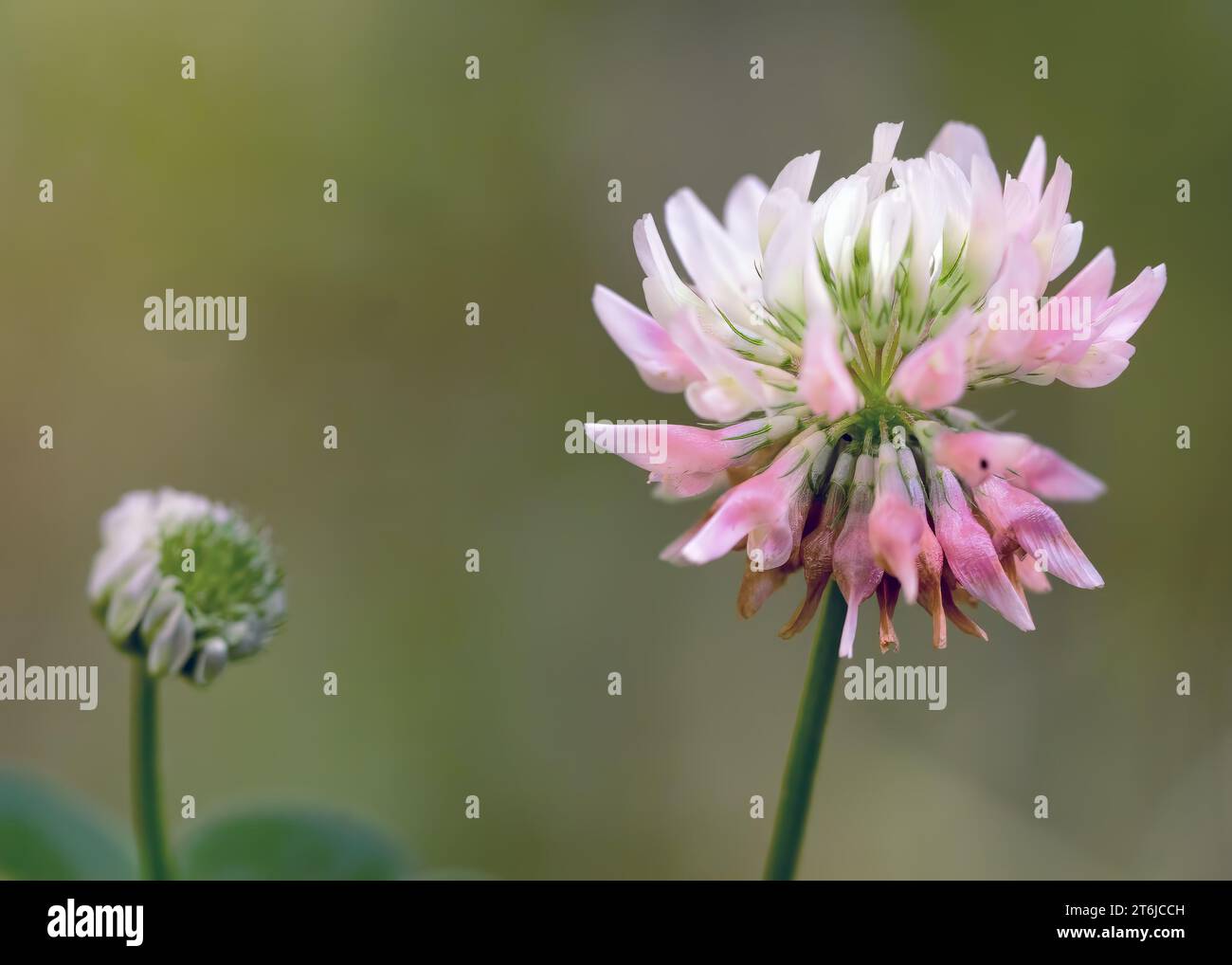 Close up Alsike Clover (Trifolium hybridum) wildflower pink & white ...