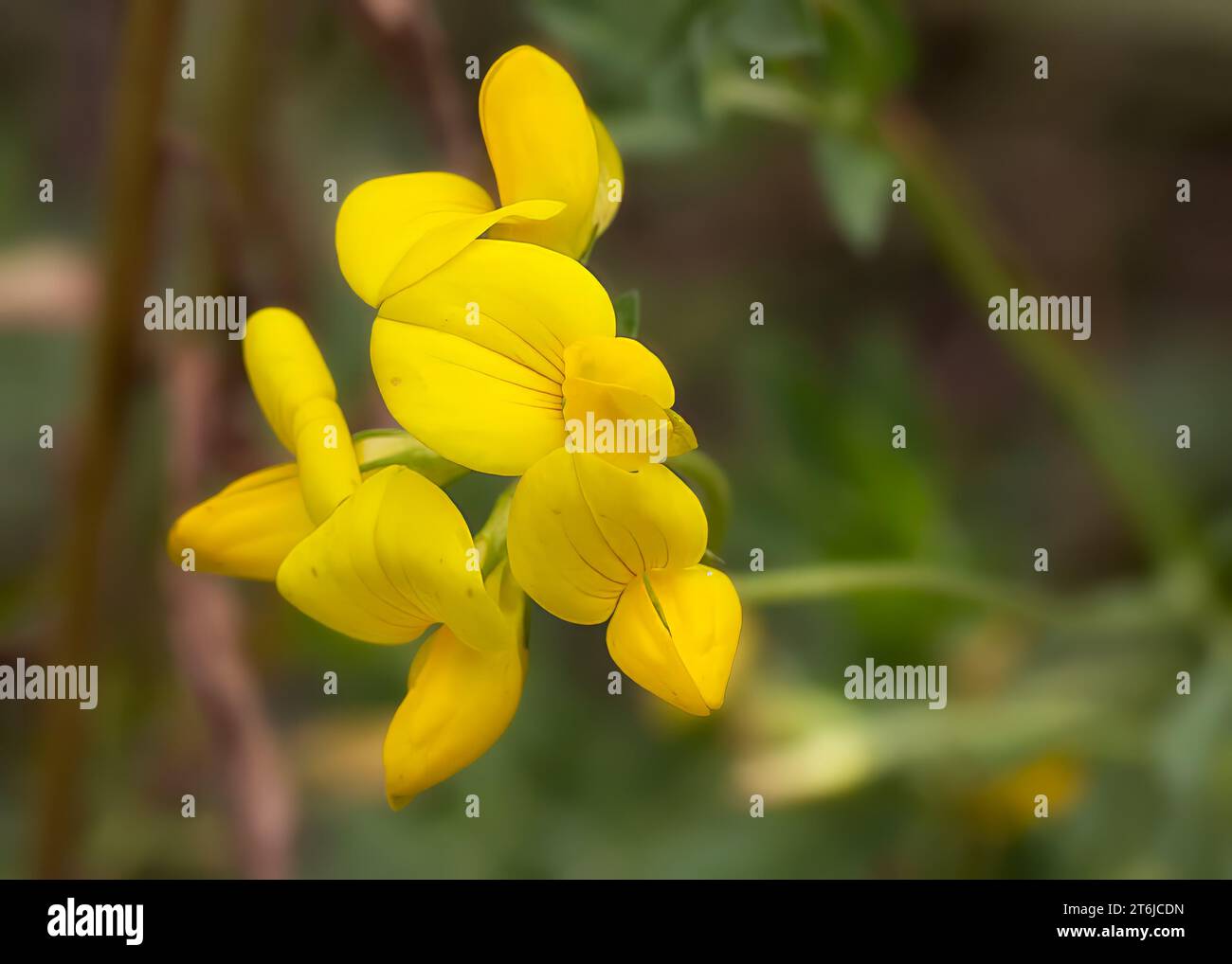 Close up of Birds Foot trefoil (Lotus corniculatus) wildflower yellow ...