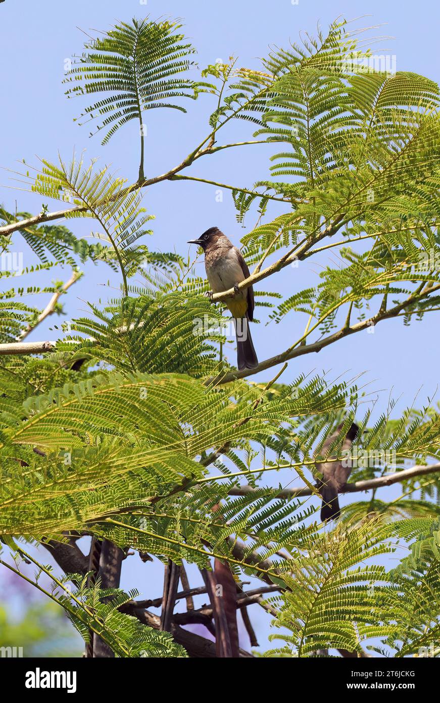 Common bulbul, brown bulbul, garden bulbul, Graubülbül, Bulbul des ...