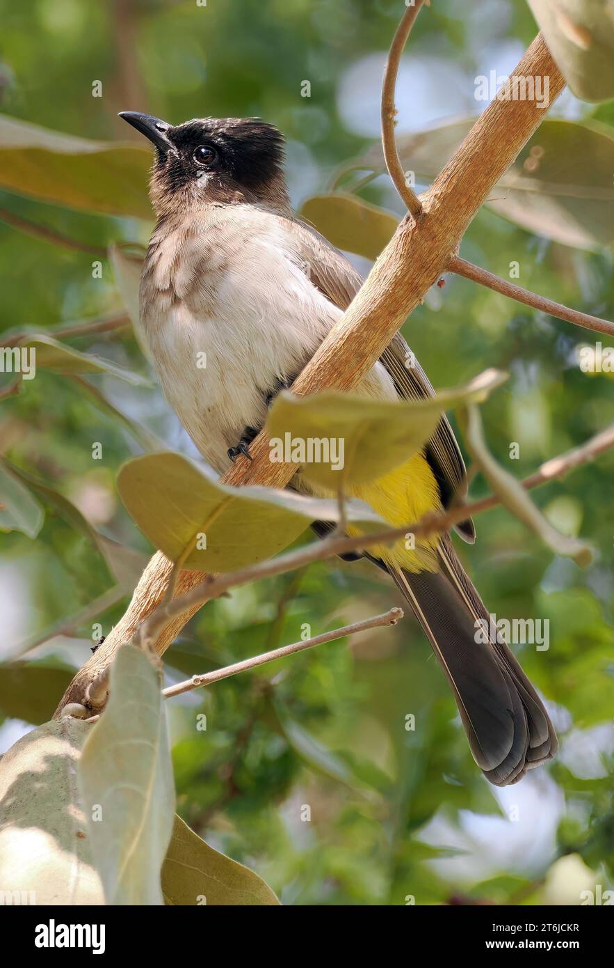 Common garden bulbul hi-res stock photography and images - Alamy