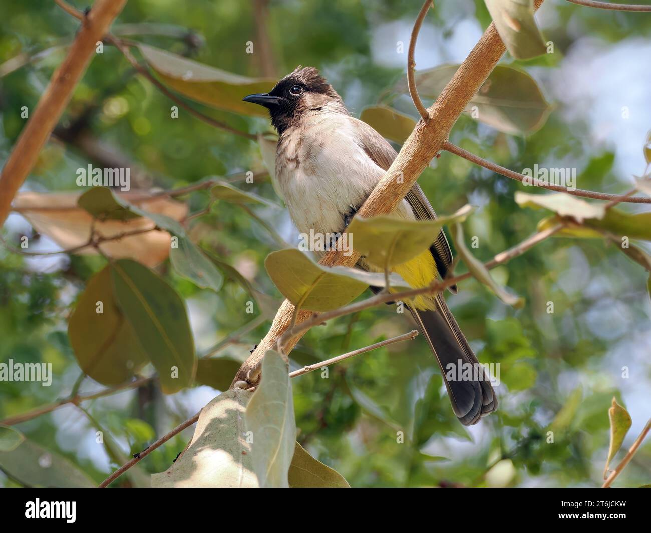 Common bulbul, brown bulbul, garden bulbul, Graubülbül, Bulbul des ...