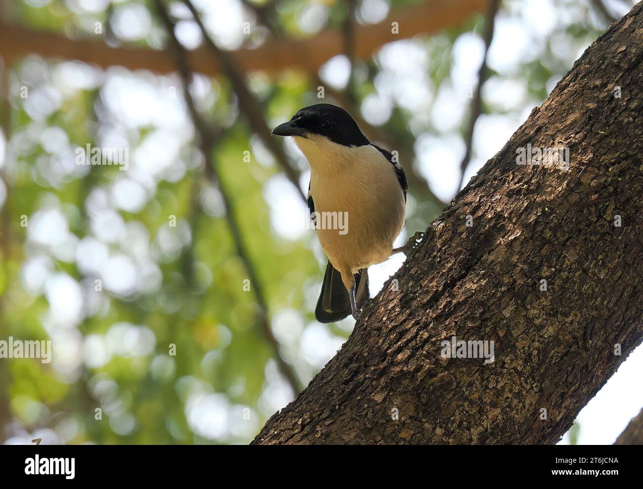 Tropical boubou or bell shrike, Tropenwürger, Laniarius major ...