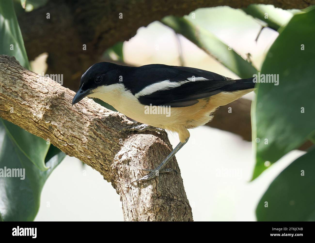 Tropical boubou or bell shrike, Tropenwürger, Laniarius major ...