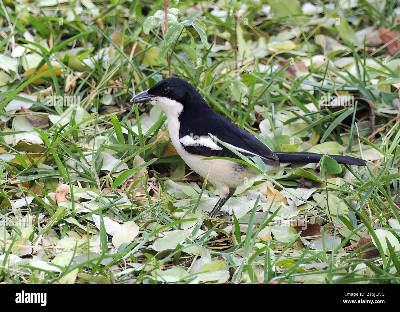 Tropical boubou or bell shrike, Tropenwürger, Laniarius major ...