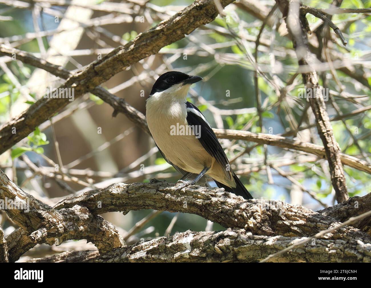 Tropical boubou or bell shrike, Tropenwürger, Laniarius major ...