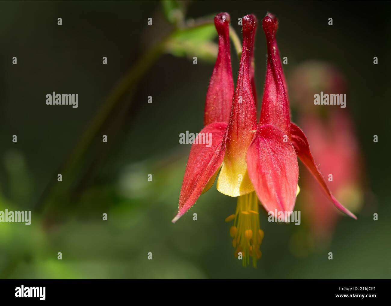 Closeup macro of wild Red Columbine (Aquilegia canadensis) wildflower ...