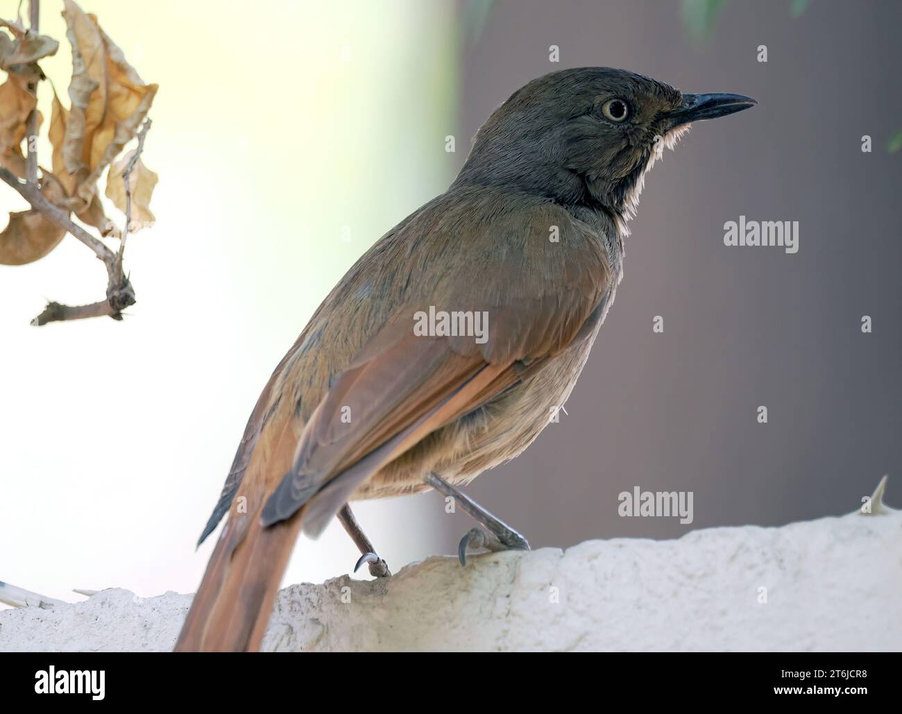 Collared palm thrush, Cichladusa arquata, Morgan-pálmarigó, Victoria ...