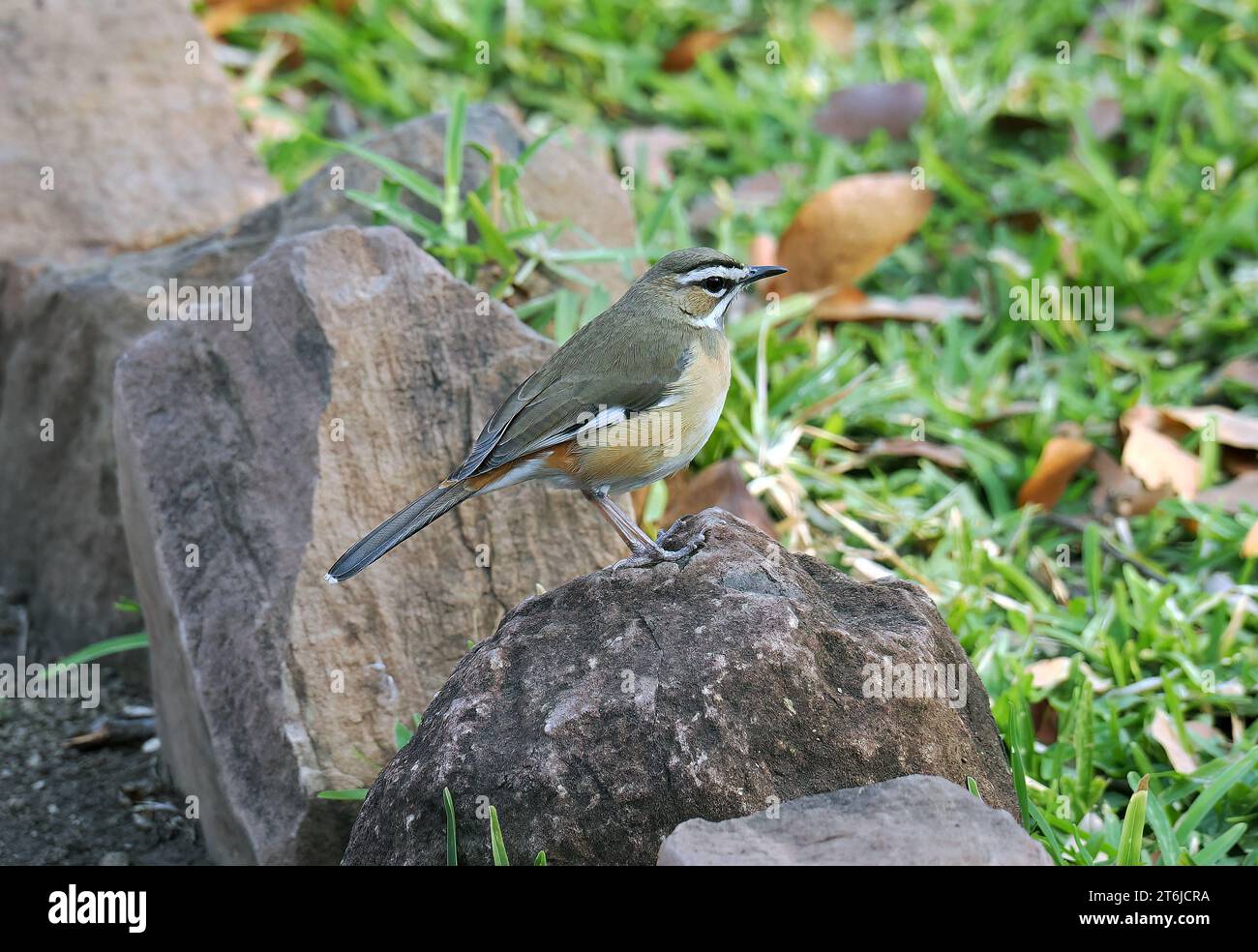 Agrobate a moustaches hi-res stock photography and images - Alamy