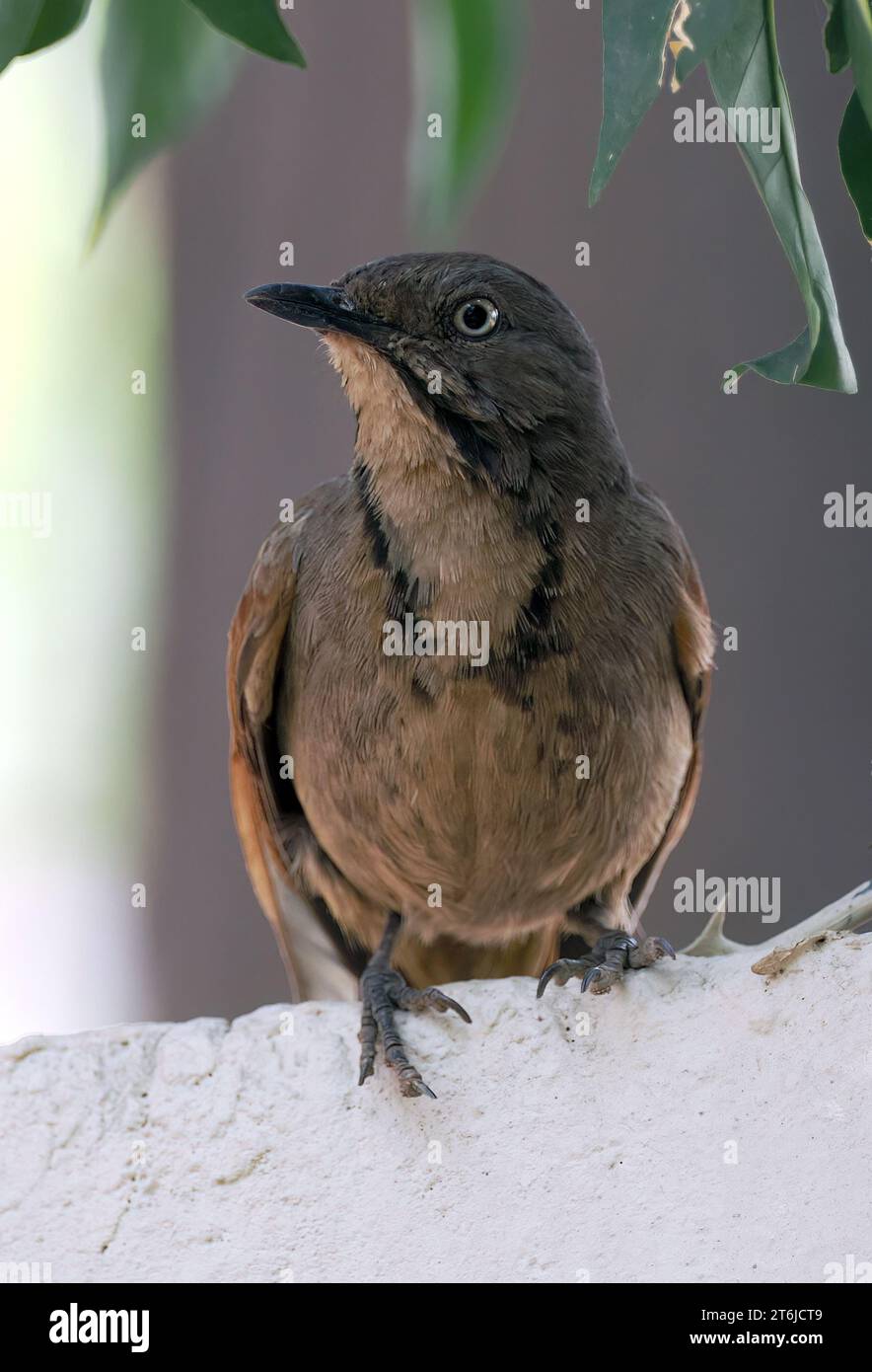 Collared palm thrush, Cichladusa arquata, Morgan-pálmarigó, Victoria ...
