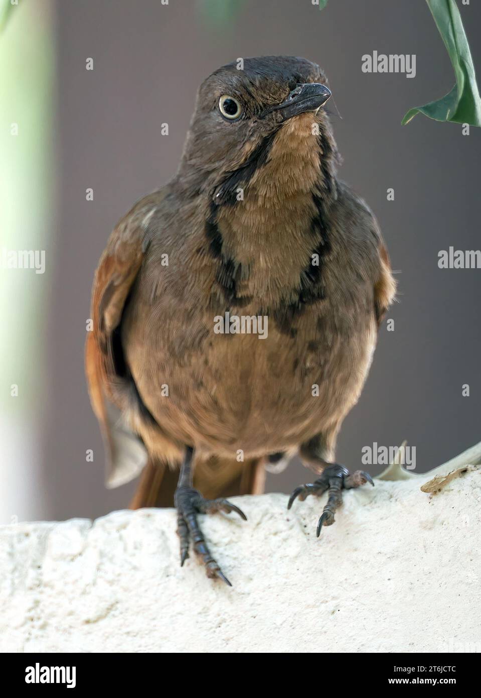 Collared palm thrush, Cichladusa arquata, Morgan-pálmarigó, Victoria ...