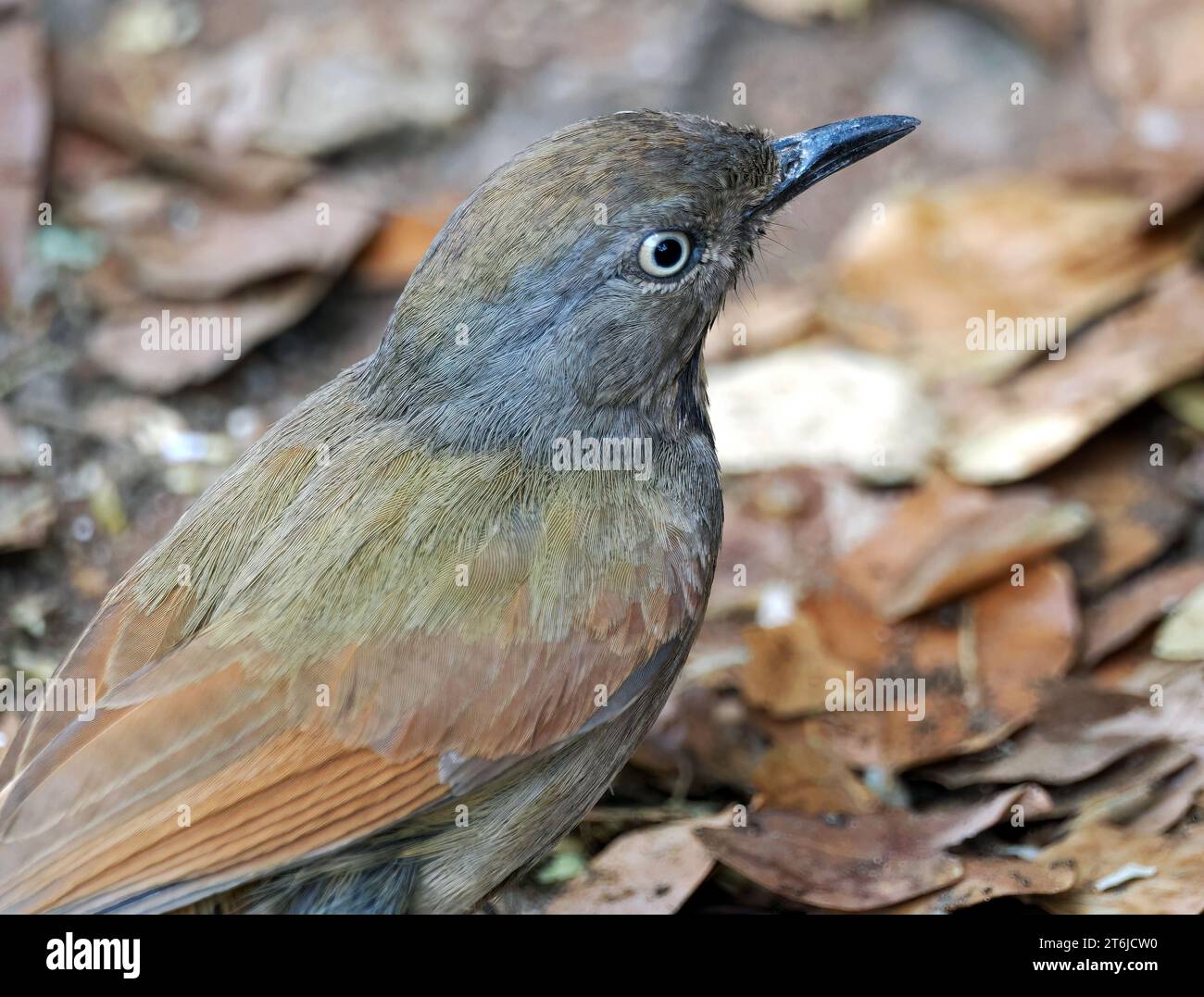 Collared palm thrush, Cichladusa arquata, Morgan-pálmarigó, Victoria ...