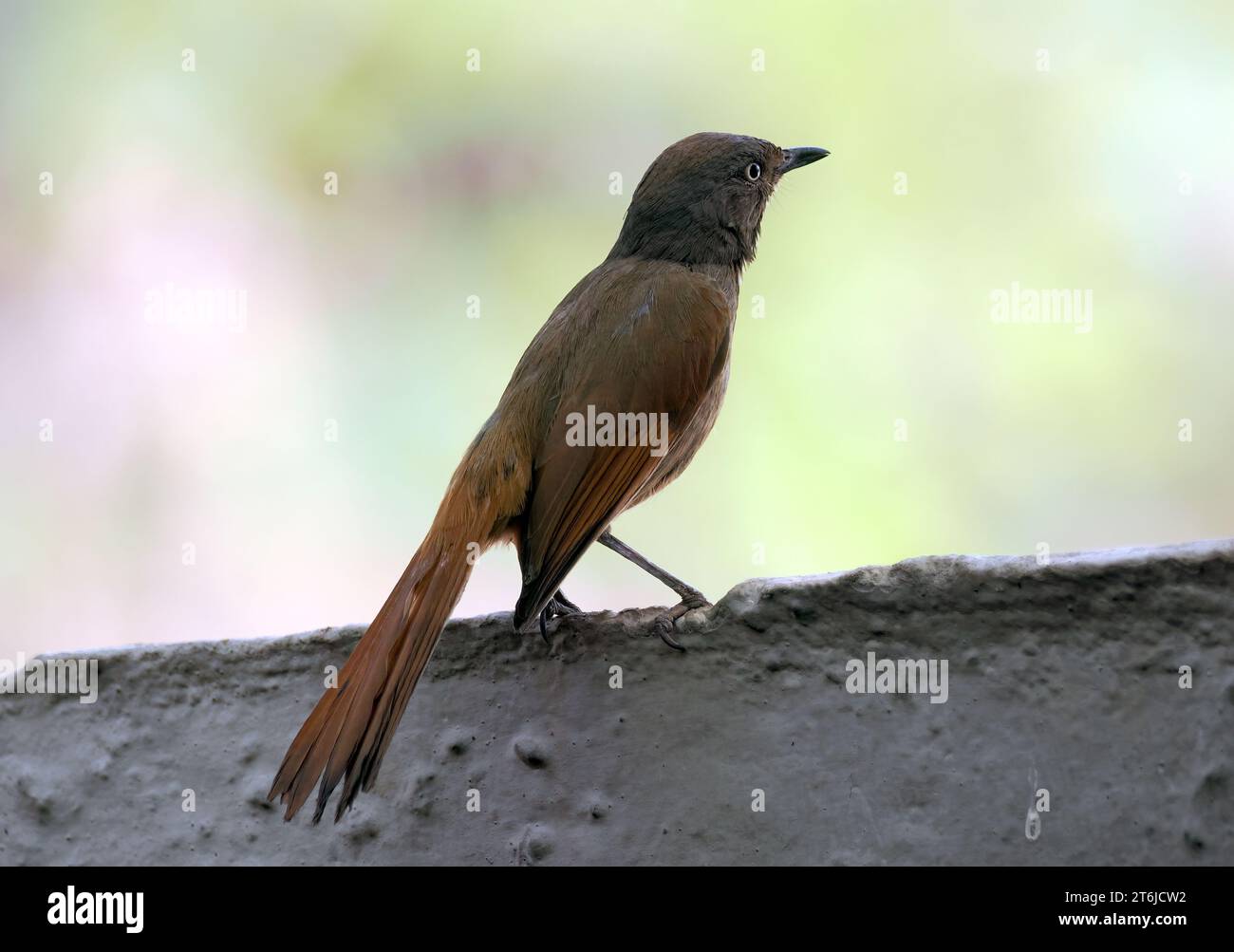 Collared palm thrush, Cichladusa arquata, Morgan-pálmarigó, Victoria ...