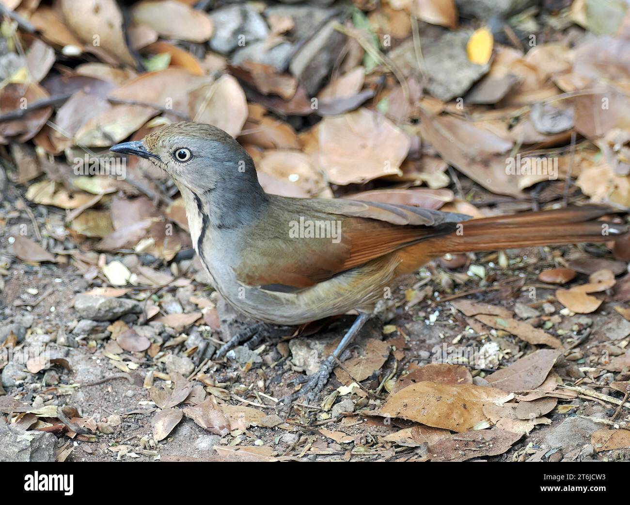 Collared palm thrush, Cichladusa arquata, Morgan-pálmarigó, Victoria ...
