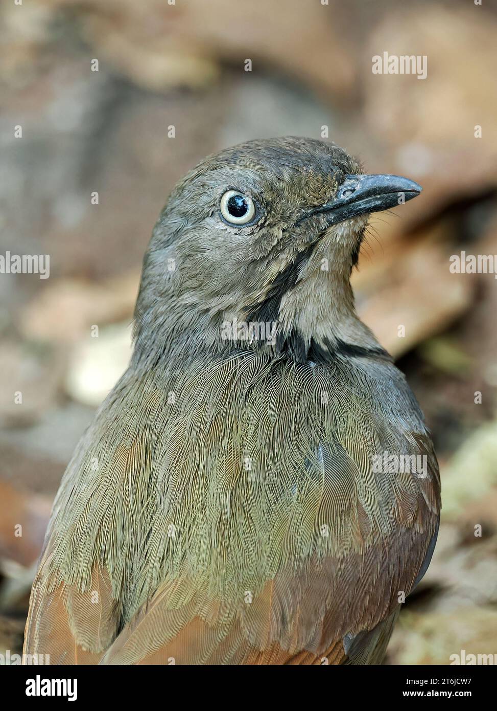 Collared palm thrush, Cichladusa arquata, Morgan-pálmarigó, Victoria ...