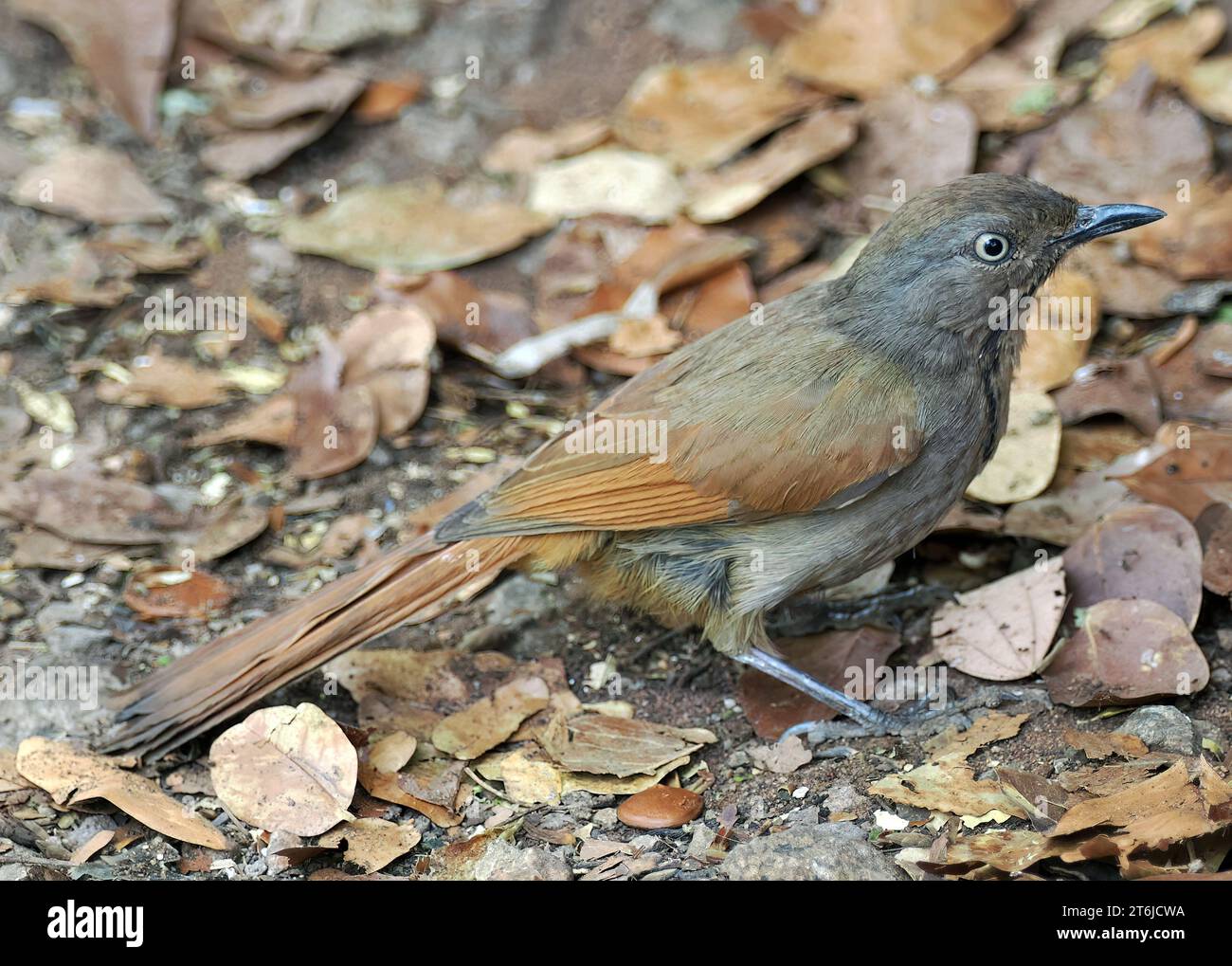 Collared palm thrush, Cichladusa arquata, Morgan-pálmarigó, Victoria ...