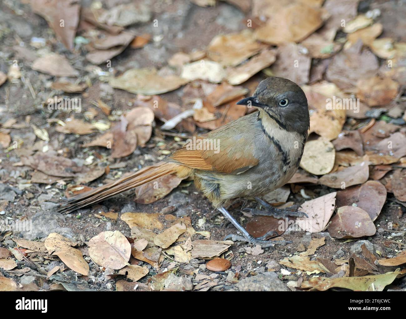 Collared palm thrush, Cichladusa arquata, Morgan-pálmarigó, Victoria ...