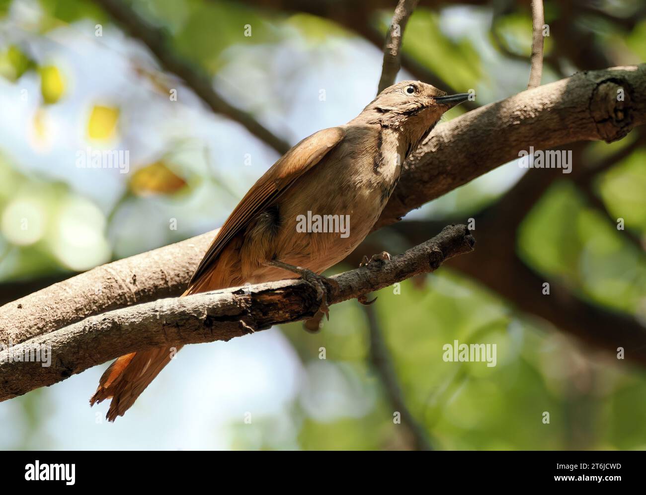 Collared palm thrush, Cichladusa arquata, Morgan-pálmarigó, Victoria ...